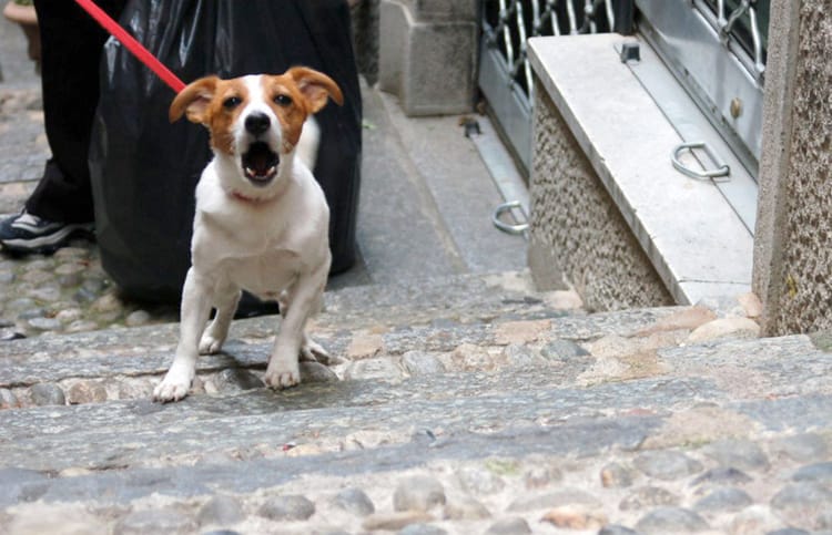 Consejos al pasear a un perro reactivo Consejos al pasear a un perro reactivo